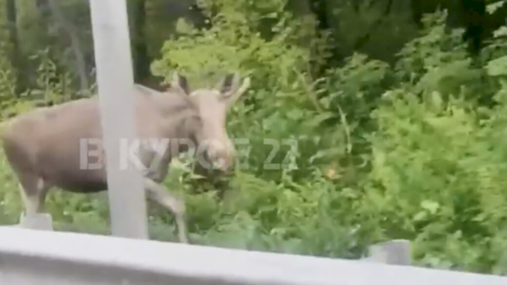 Лося-красавчика встретил барнаулец на шоссе Ленточный бор