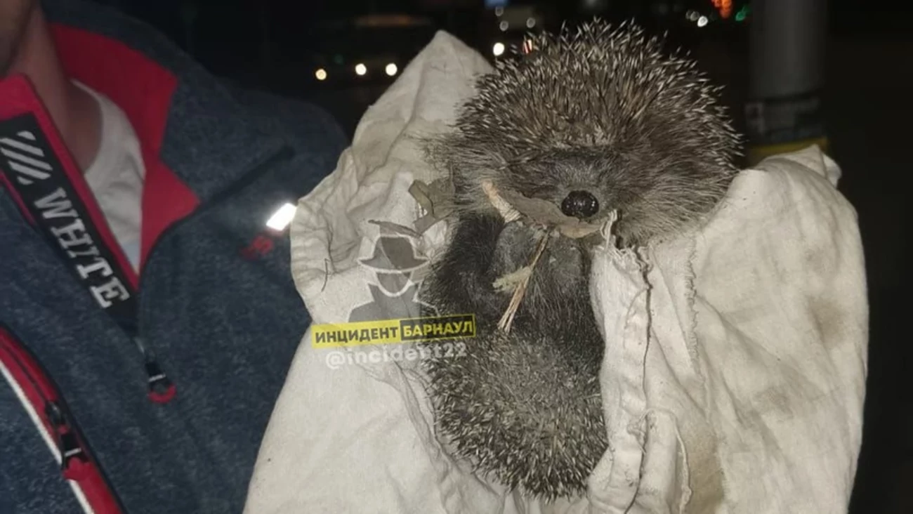 В Барнауле спасли ёжика, бежавшего по трамвайным рельсам по маршруту № 2